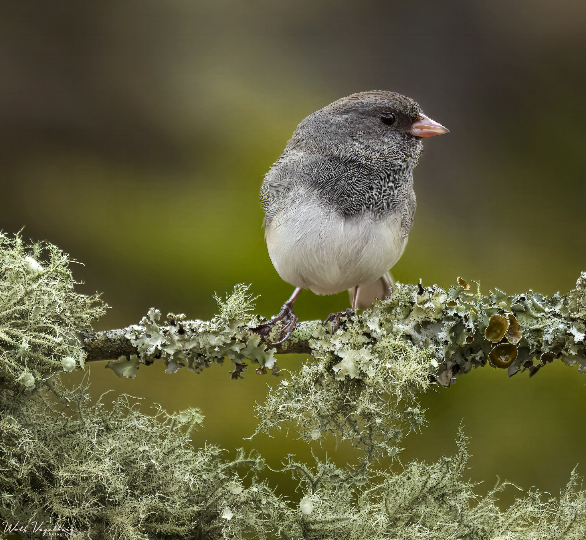 Small Bird Perched on Mossy Branch | nature photo by Wolf Vogelbein | 500px