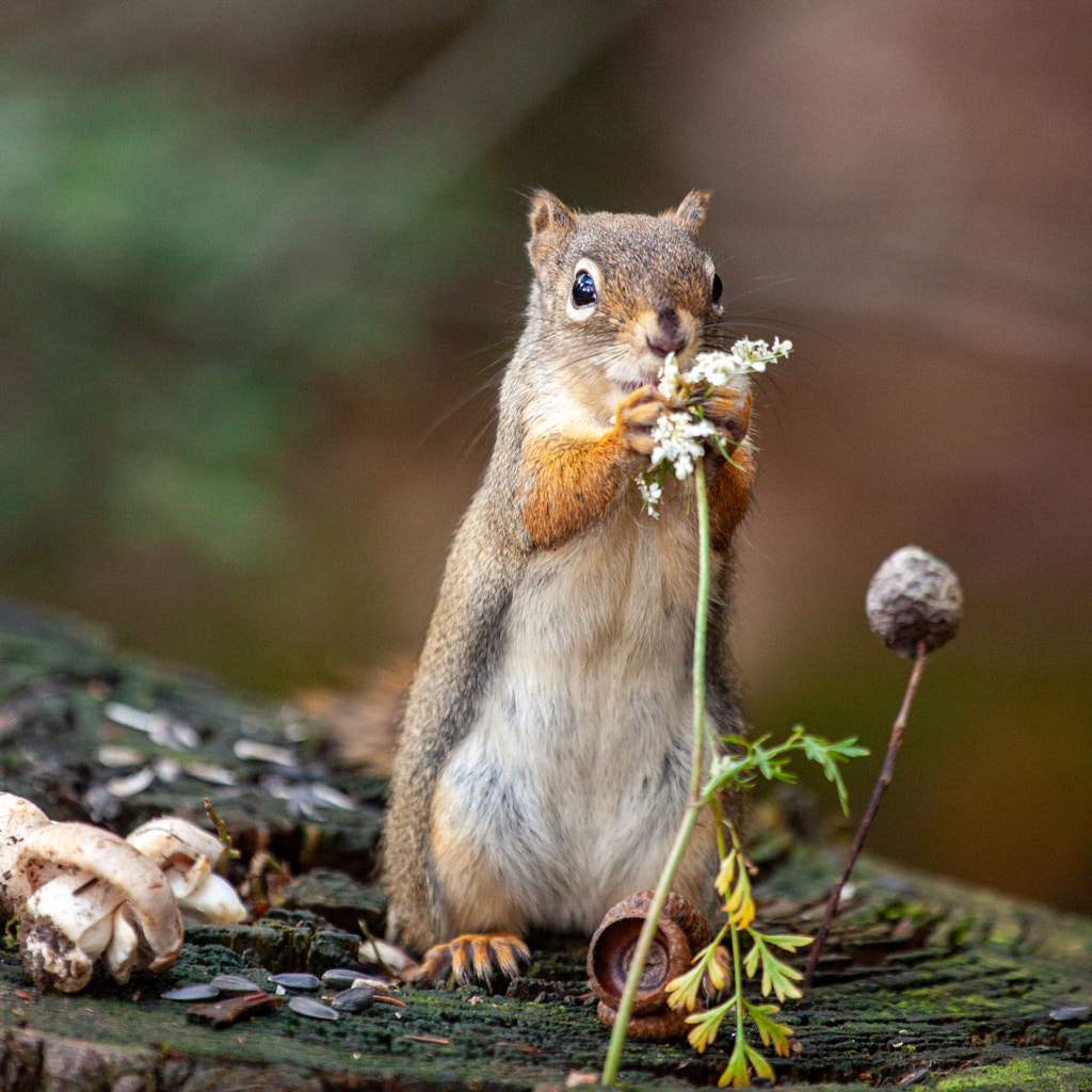 Close-up of squirrel eating food on tree trunk by Andre Villeneuve / 500px