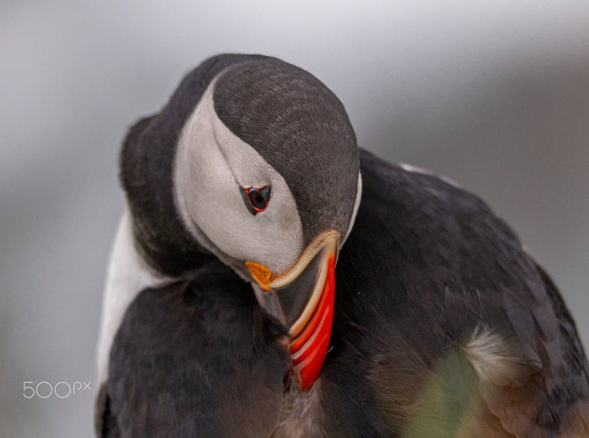Closeup of a Puffin by Pietro Ebner / 500px