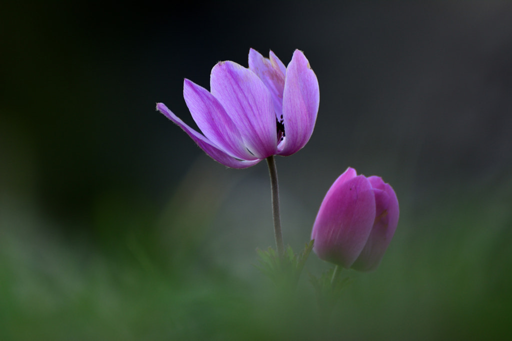 Anemone by Sultann / 500px
