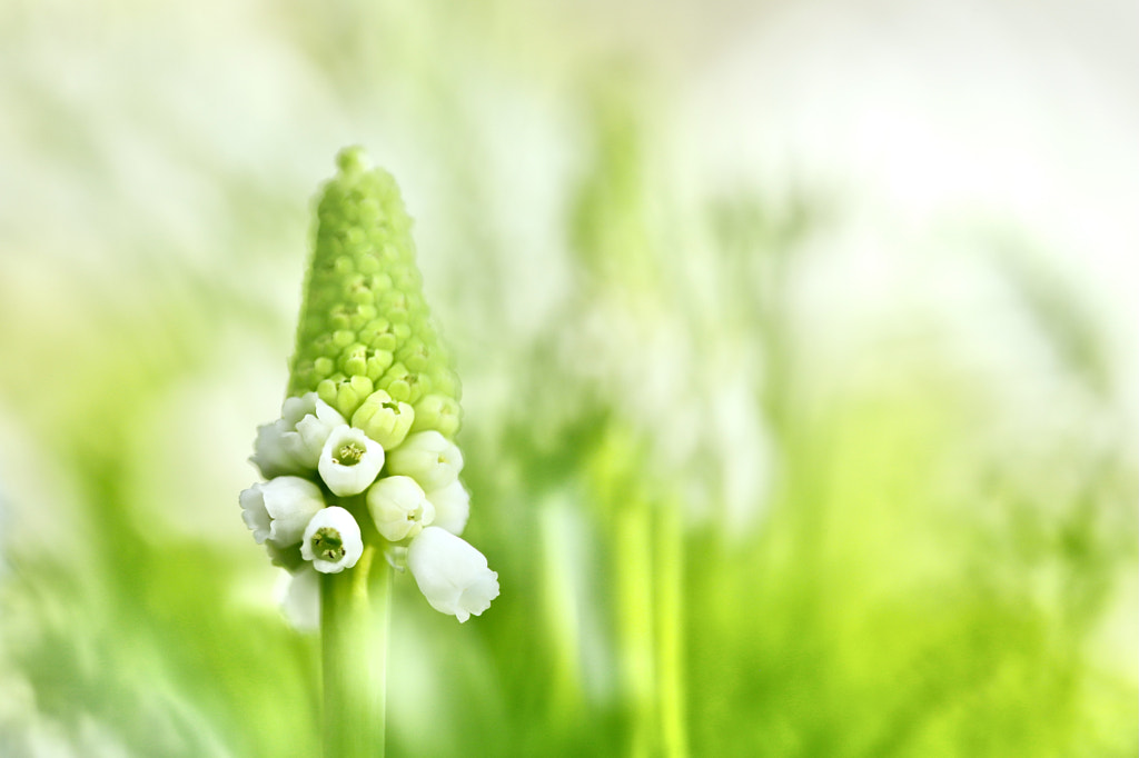 'White Magic' by Lenie Kooijman / 500px