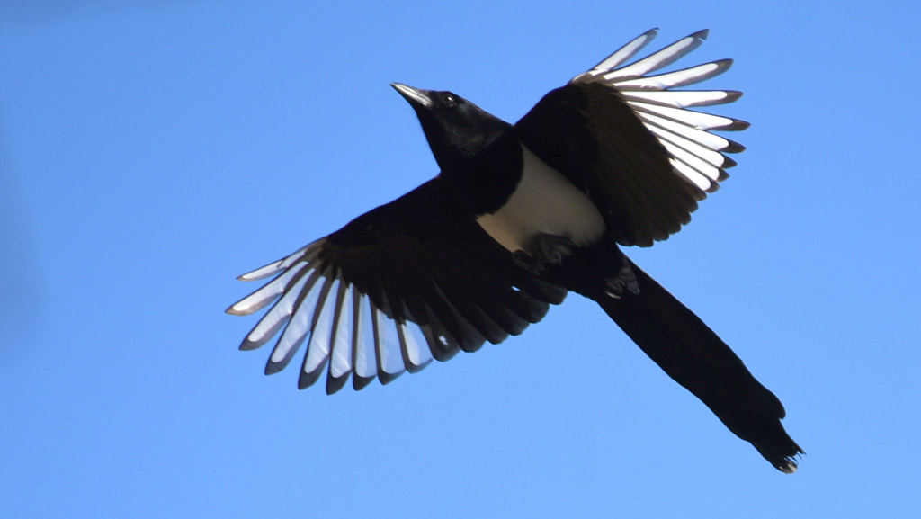 Magpie in flight... by A. Amerikali / 500px