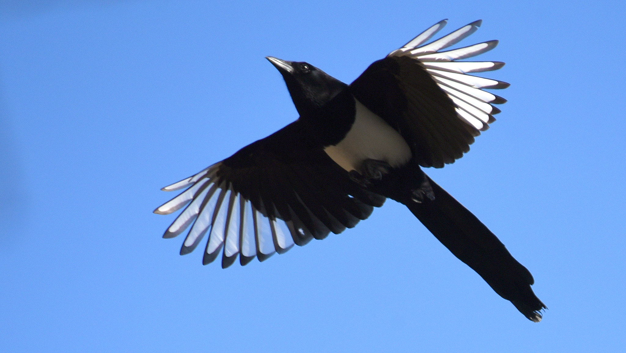 Magpie in flight... by A. Amerikali / 500px