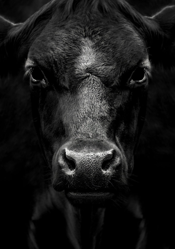 Black Cow by Leny Silina Helmig / 500px