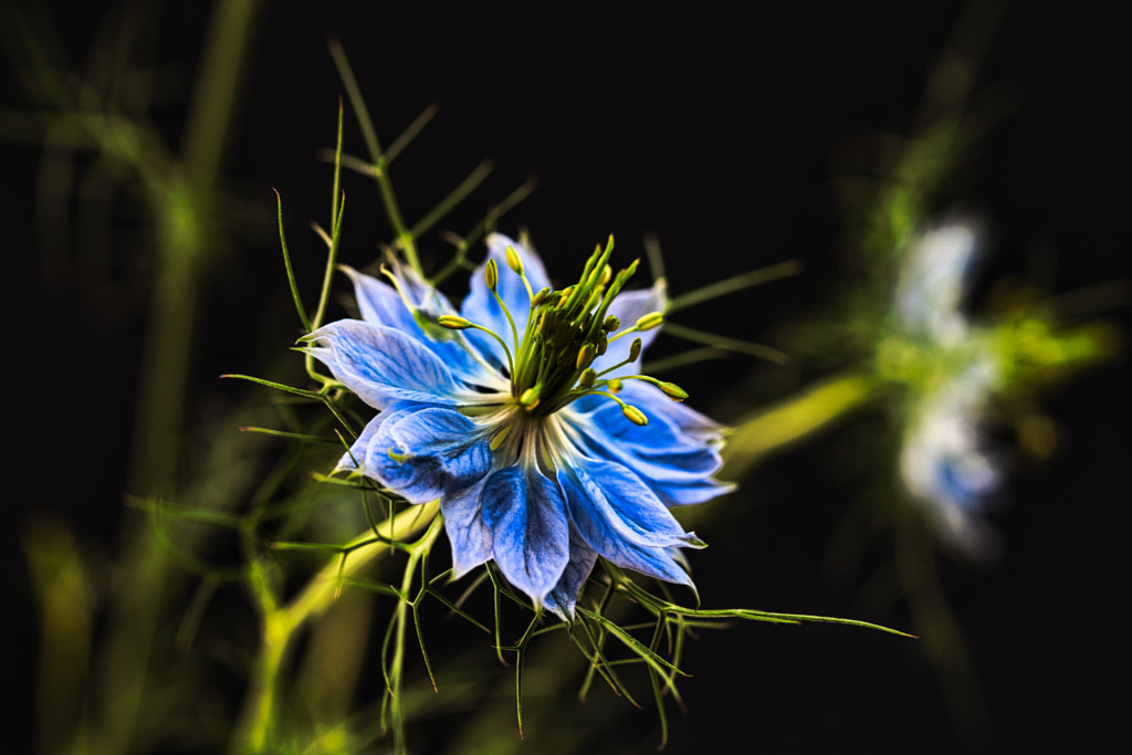 Black Cumin Seed by Watson Tang / 500px