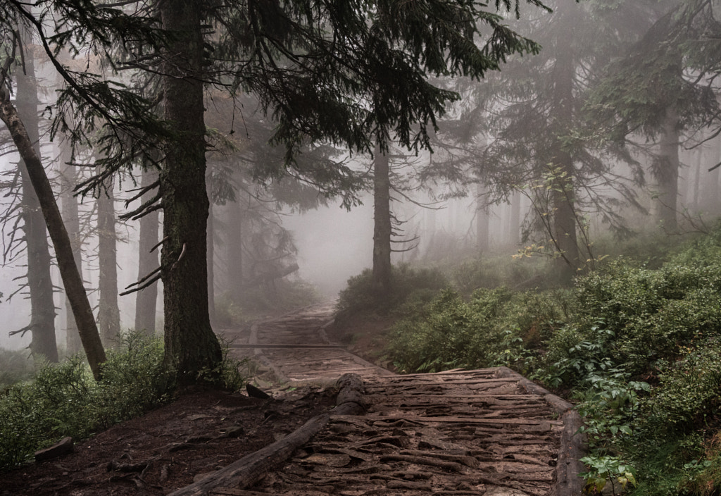 Forest path by Marcin Sz / 500px