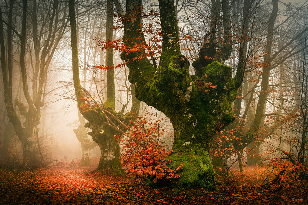 In the forest... by Ana Rivero / 500px