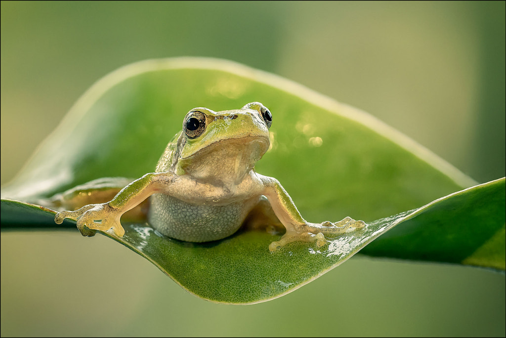 Close-up of frog on leaf by Georg Scharf / 500px