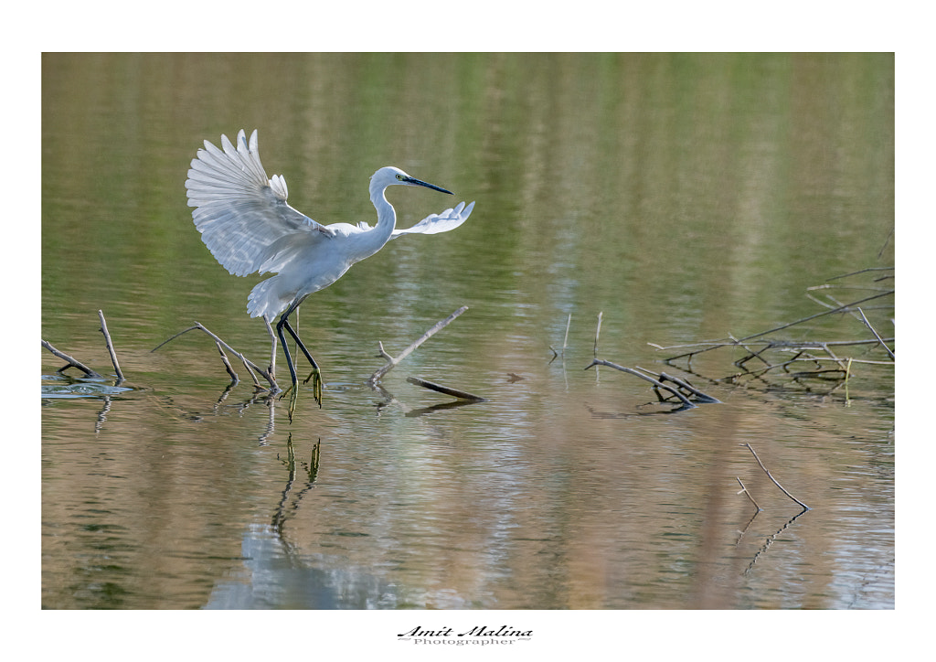 Soft landing by Amit Malina / 500px