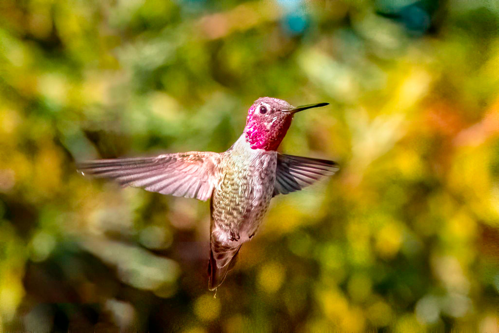 Anna's hummingbird by Max Achille / 500px