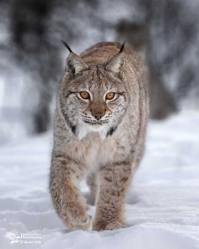 Lynx in Langedrag Norway by Øyvind Løkka / 500px