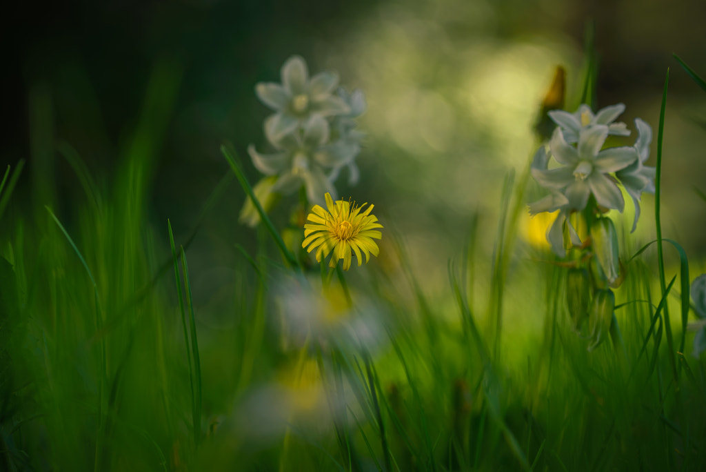 Spring mood on the meadow with Nodding milk star and dandelion by ...