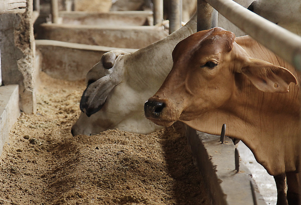 Brahman Cross Cows Eat Concentrate Feed by satrio nusantoro / 500px