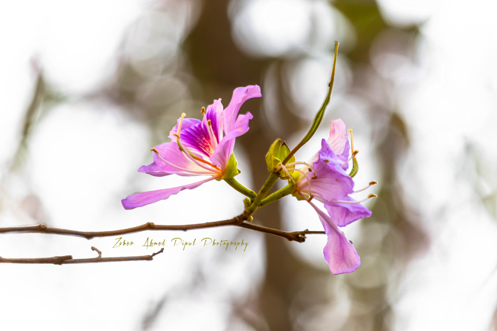 Bauhinia Variegata Flower by Abu Zaber Ahmed Pipul / 500px Bauhinia Variegata Flower by Abu Zaber Ahmed Pipul / 500px