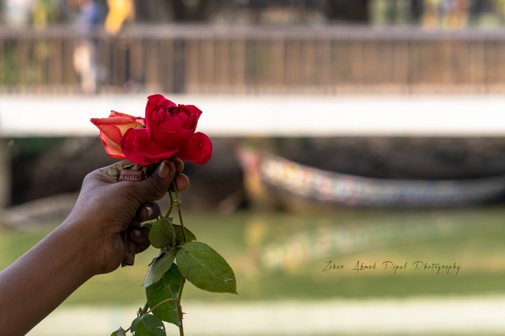 Rose Holding Girl by Abu Zaber Ahmed Pipul / 500px Rose Holding Girl by Abu Zaber Ahmed Pipul / 500px