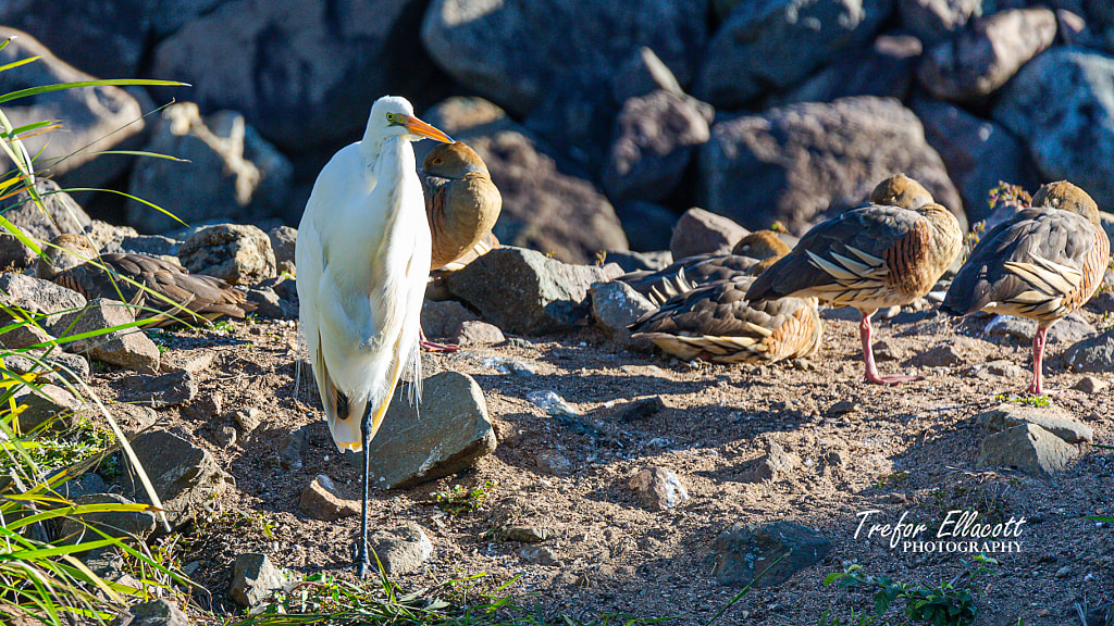 One Legged Bird Dance 23_01 by Trefor Ellacott / 500px
