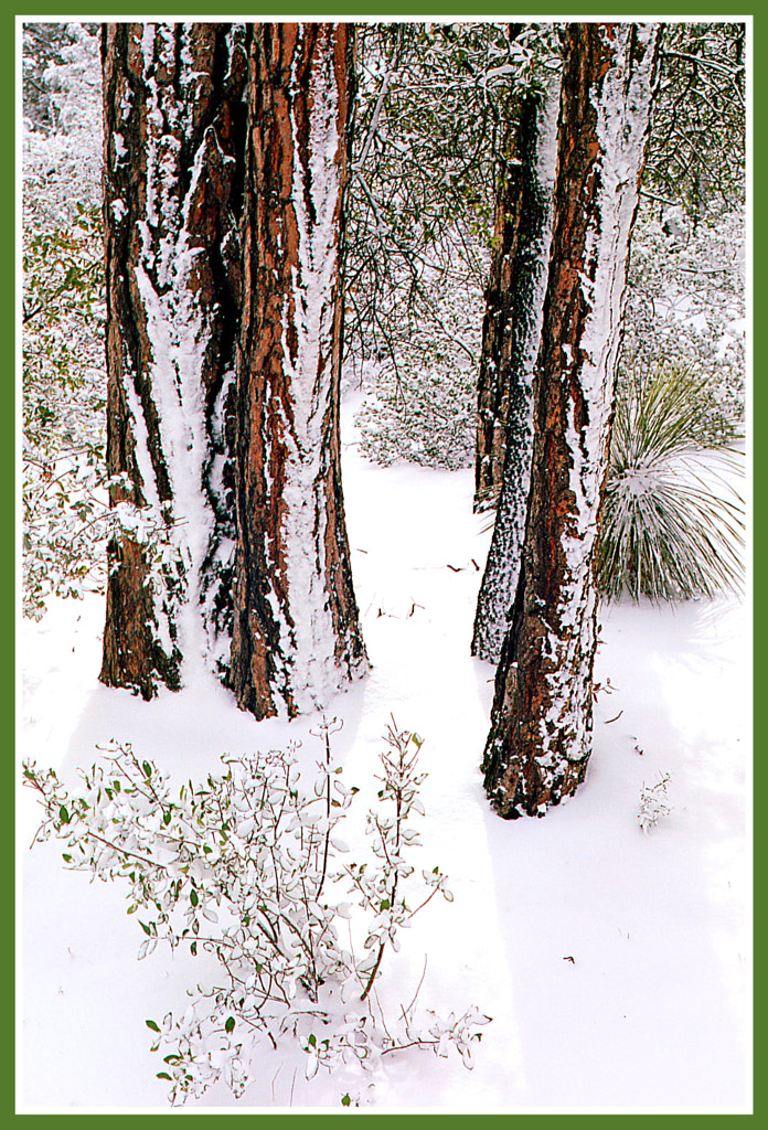 Winter In The Woods by Mike McKillip / 500px