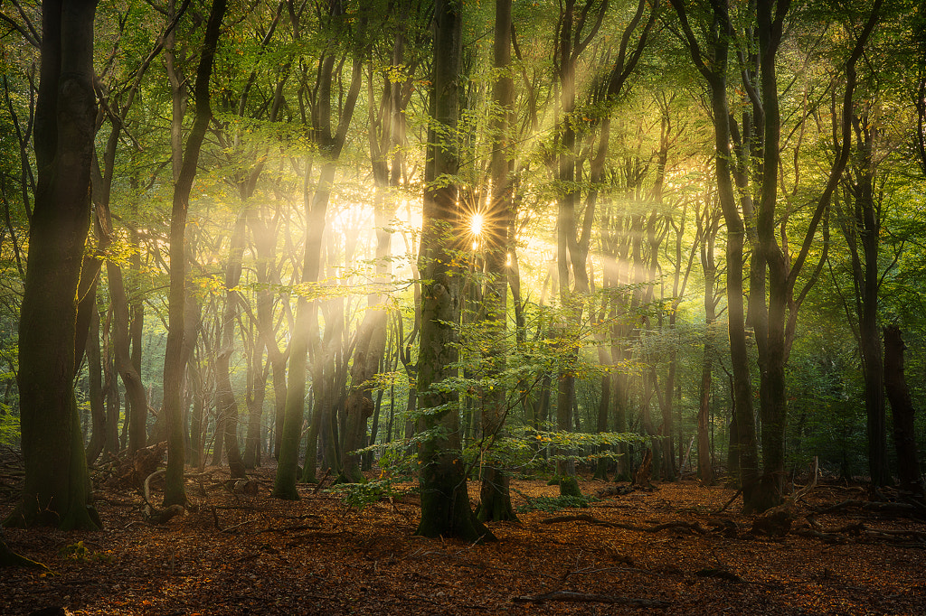Forest light. by Iván Maigua / 500px