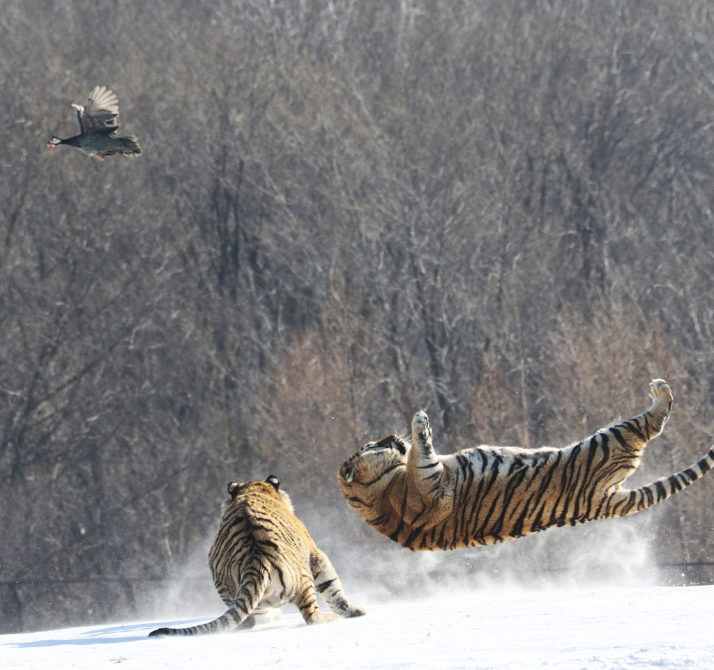 Tiger airborne by Adam Wong / 500px