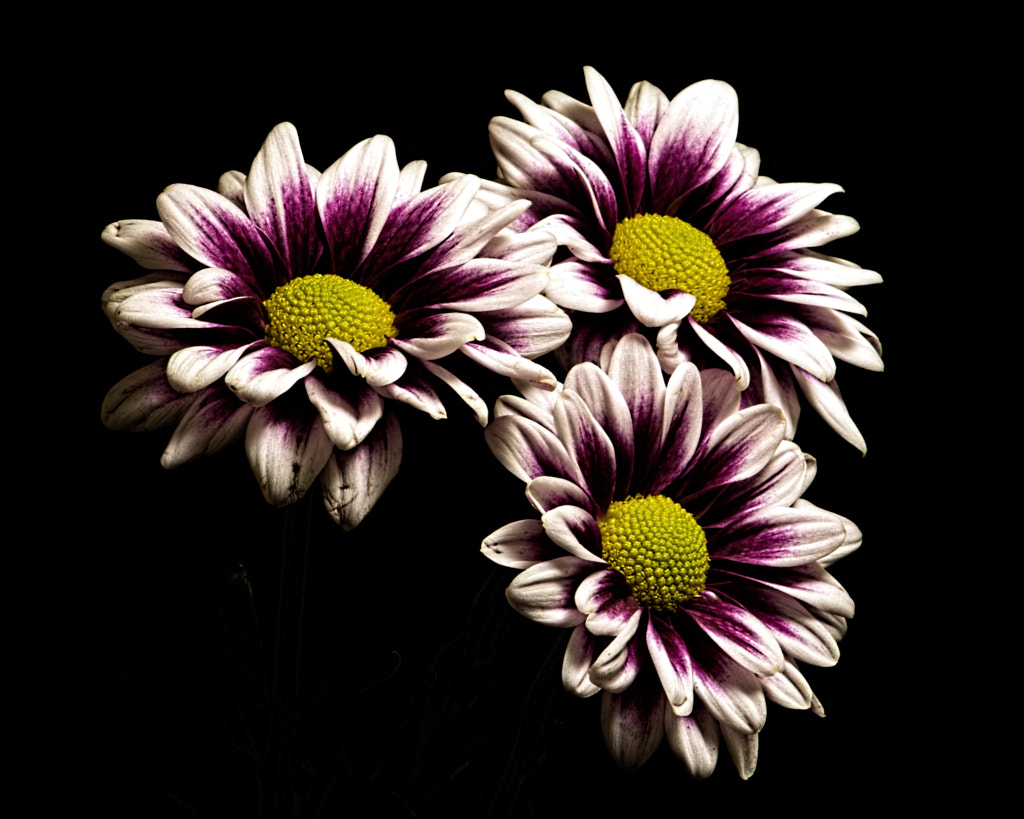 White Purple Mum Trio 0227 by Thomas Jerger / 500px