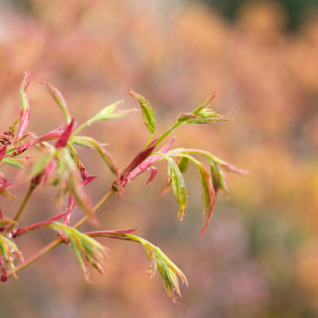 Jaro Acer mladé listy. by Josef Kroupa / 500px
