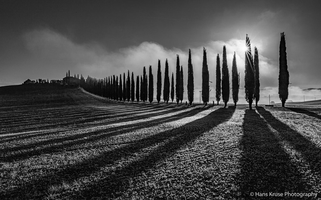 Cypress trees in Tuscany by Hans Kruse / 500px