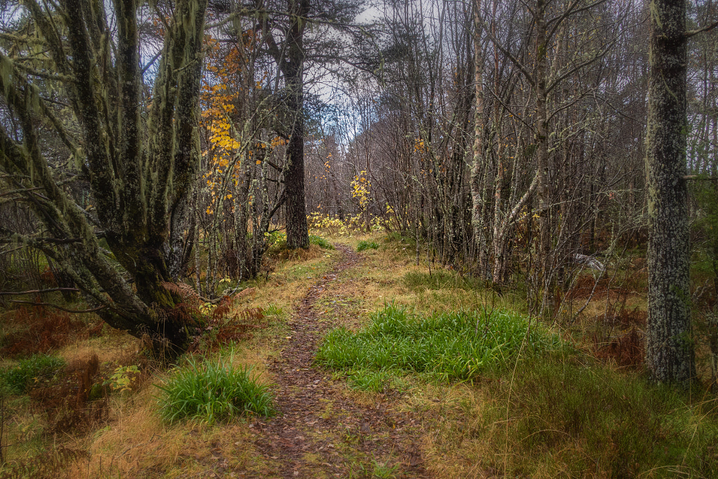 Path through the woods by Torstein Holm / 500px