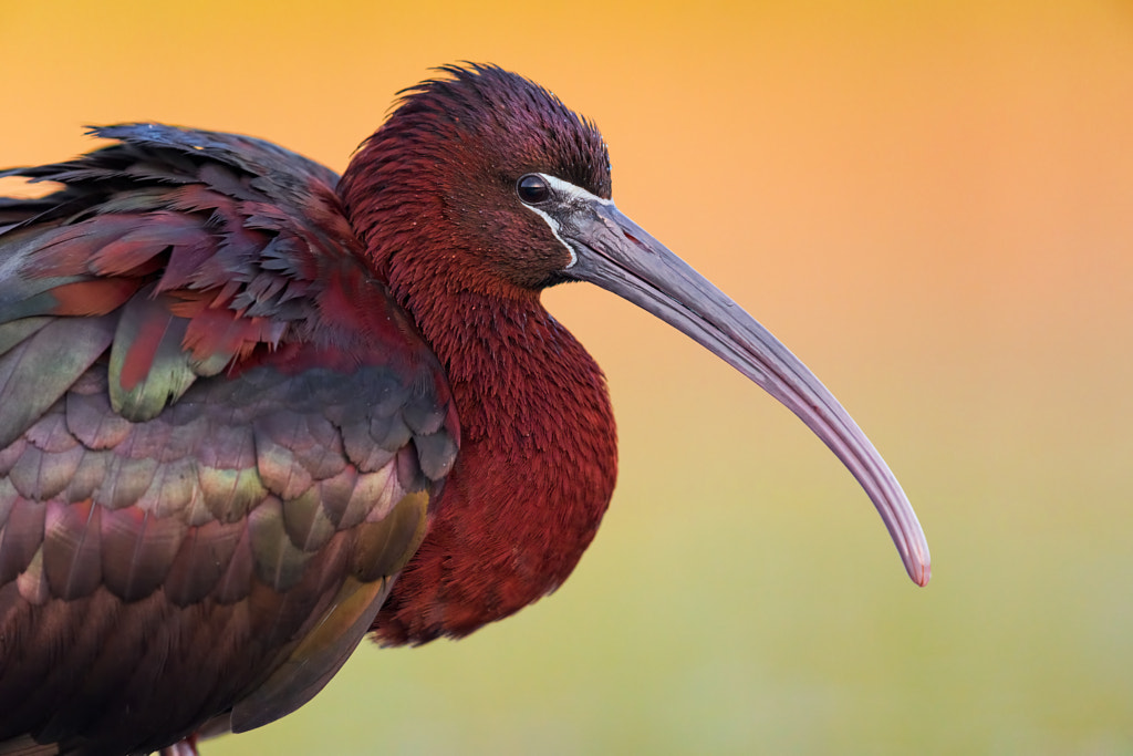 Close-up of Glossy Ibis - Mignattaio by Lorenzo Magnolfi / 500px