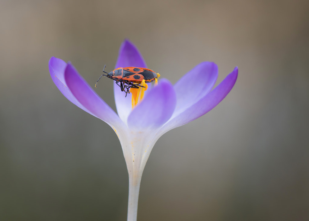 Spring is in the air! by Tom Kruissink / 500px