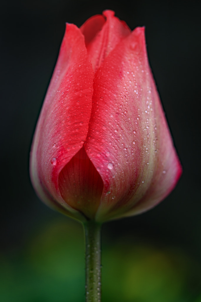 A Single Red Tulip. by John Ray / 500px