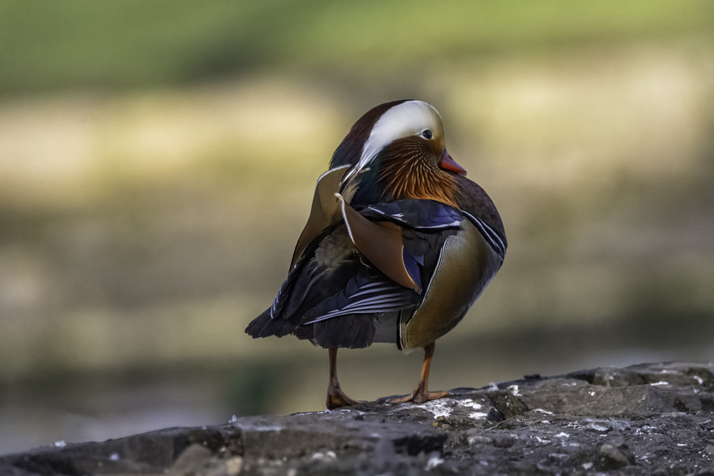 Mandarin duck by Fred Bour / 500px