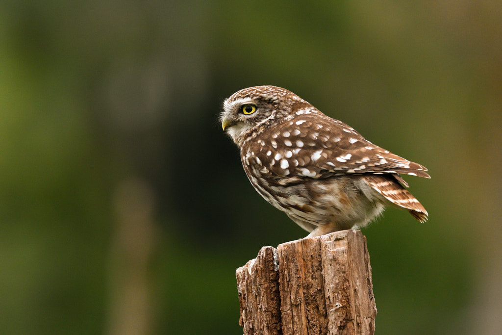 Chouette chevêche by Patrice Henocque / 500px