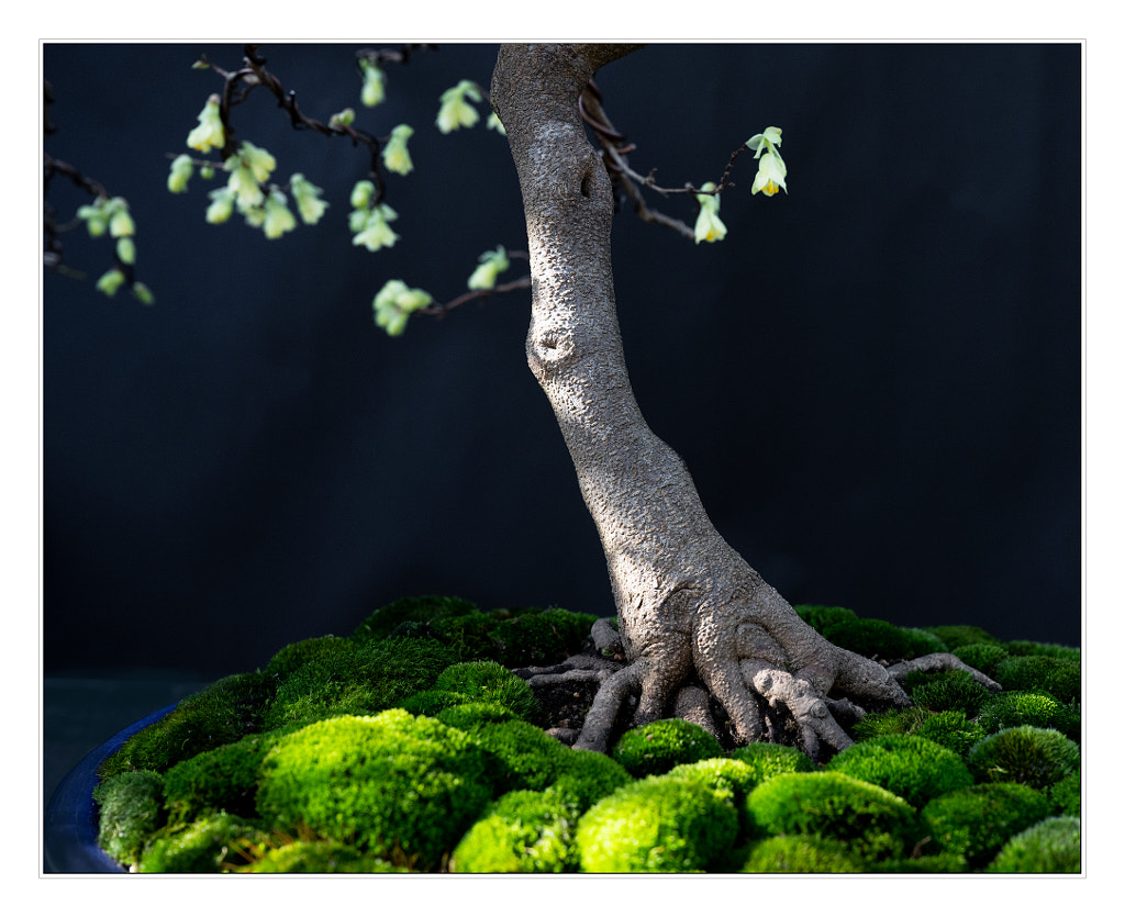Bonsai Spring by Anne Oehlen / 500px
