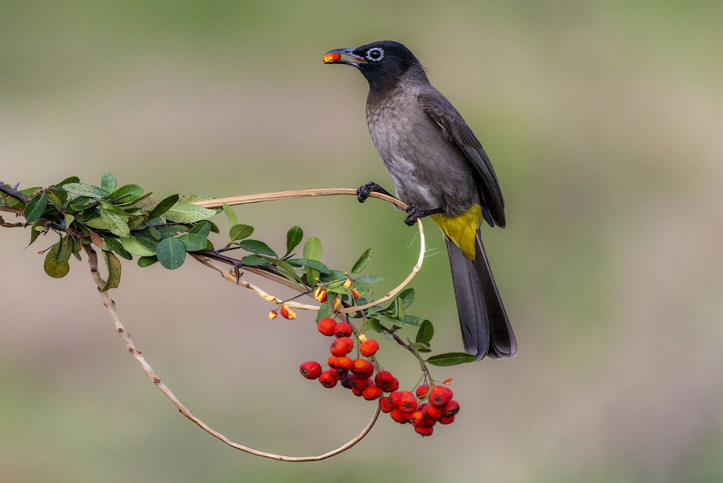 White-spectacled Bulbul by Turan Sezer / 500px