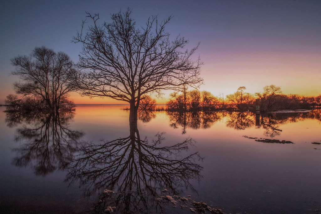 Chêne esseulé by Stéphane AUBE / 500px