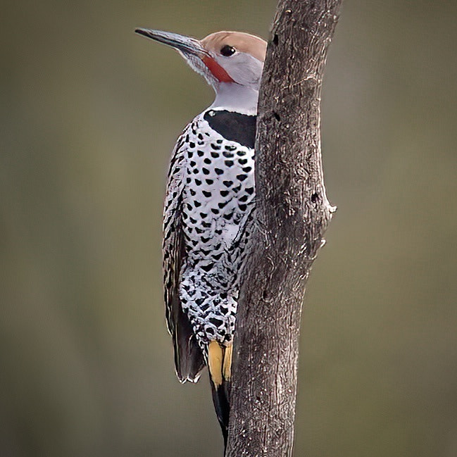 Gilded Flicker by David Goodell / 500px