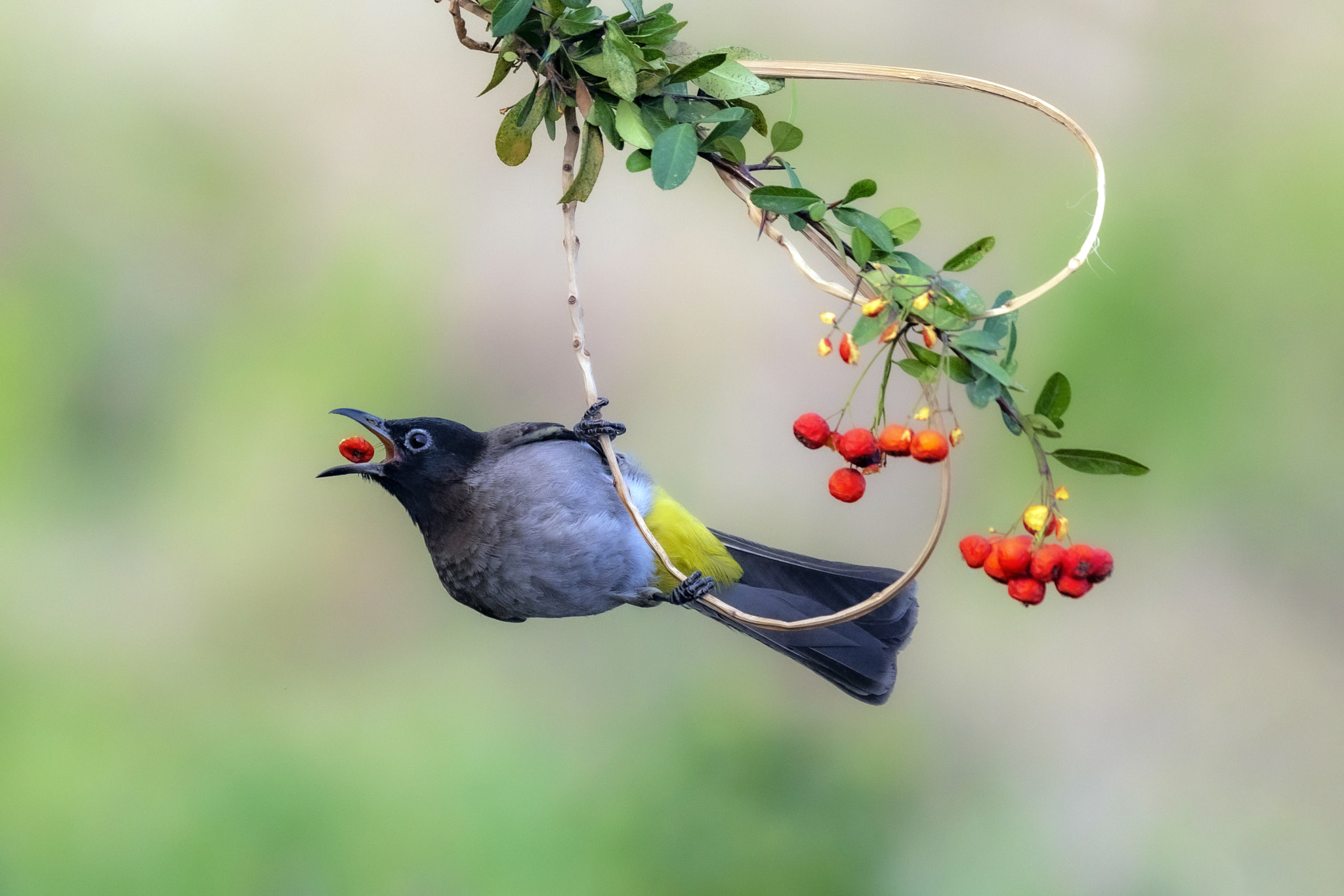 White-spectacled Bulbul by Turan Sezer / 500px