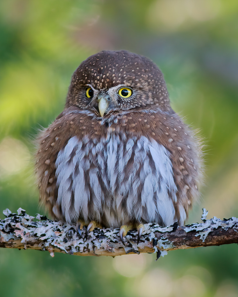 northern pygmy owl 。。。 by DTB's Wildlife and Nature / 500px