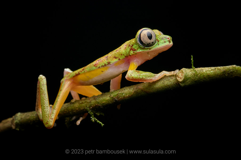 Lemur Leaf Frog | Costa Rica by Petr Bambousek / 500px