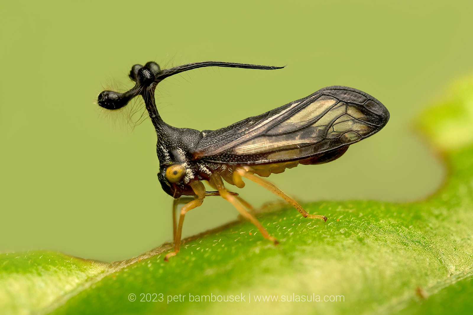 Treehopper Bocydium sp. | Costa Rica by Petr Bambousek / 500px