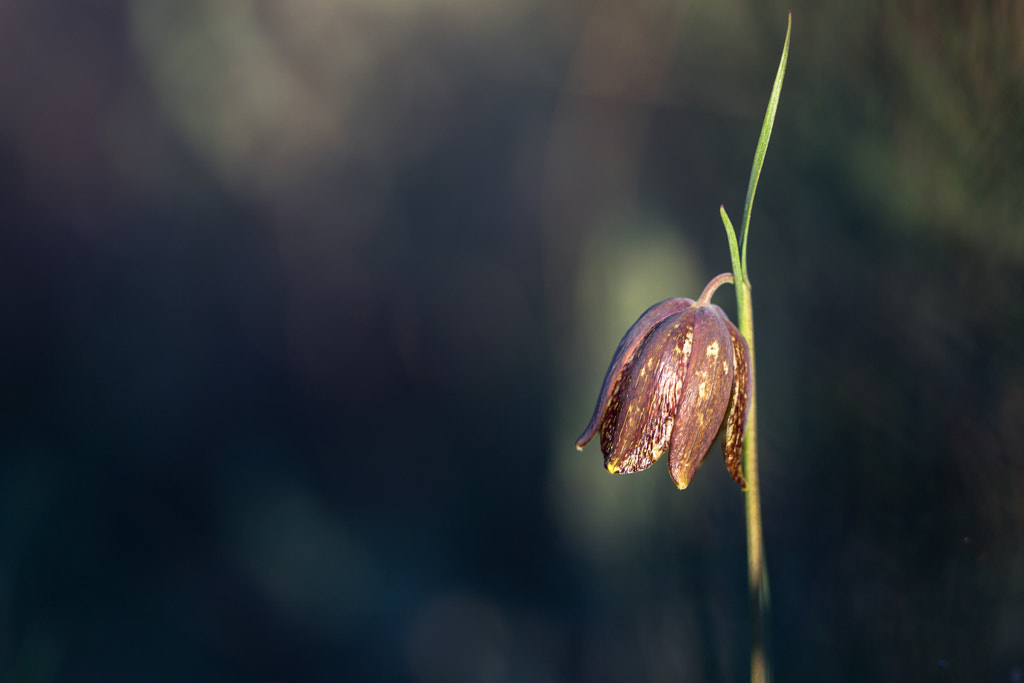Campanas del alba by Natalie / 500px