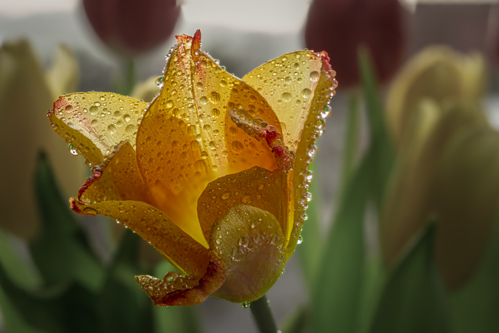 Yellow tulip by Perez Vöcking / 500px