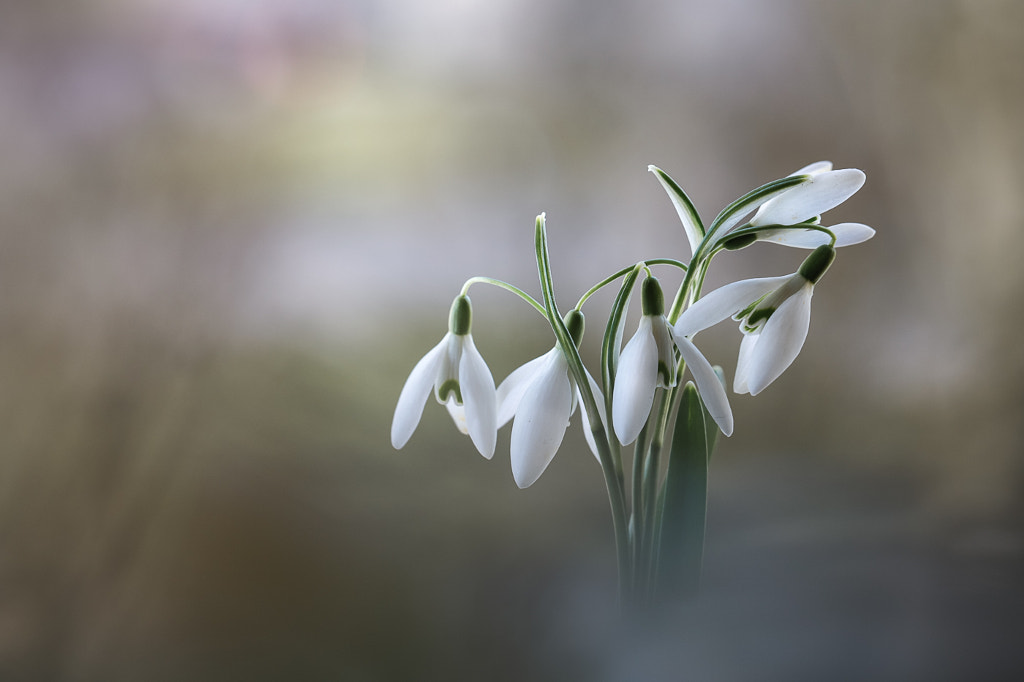 Snowdrop by Verika / 500px