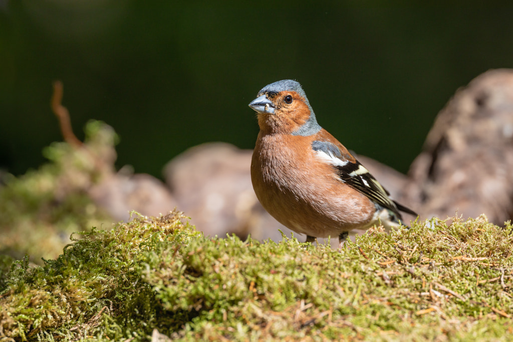 Chaffinch / Buchfink by Jürgen Daum / 500px
