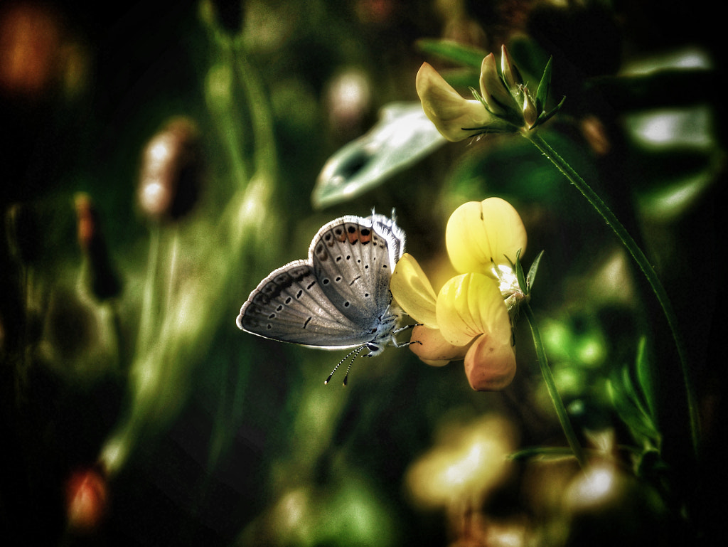 wild flowers & butterfly by Janusz Dubajka (John Jack) / 500px