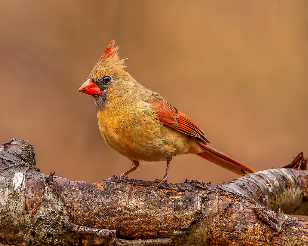 Northern Cardinal - Female by Fran Czemerda Jr / 500px