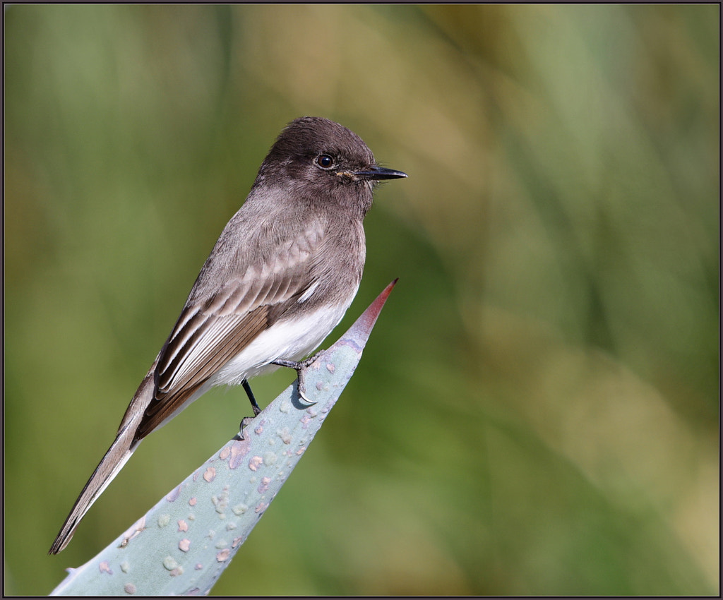 Big Chirpy, Still Here by Terry Lucas / 500px