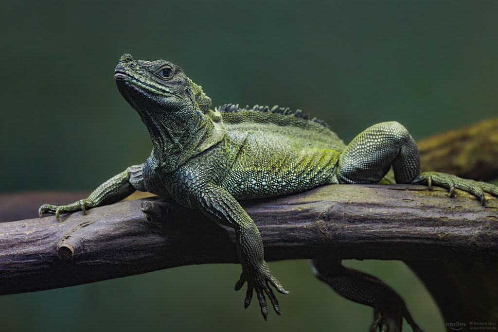 hydrosaurus weberi by Norbert Liesz / 500px