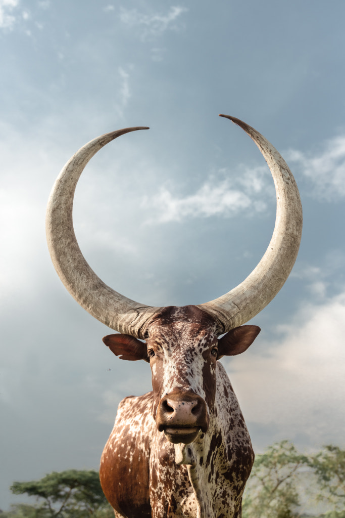 Not your common cow by Julia Wimmerlin / 500px