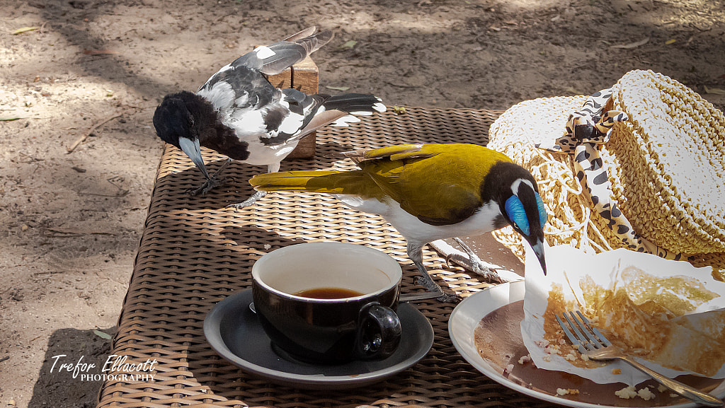 Leave Some For Me 23_01 by Trefor Ellacott / 500px